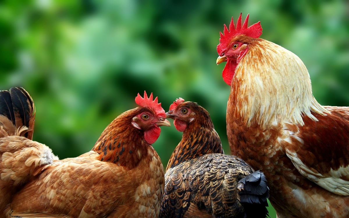 Pluimveeslachterij W. van der Meer en Zonen B.V. in Dronryp